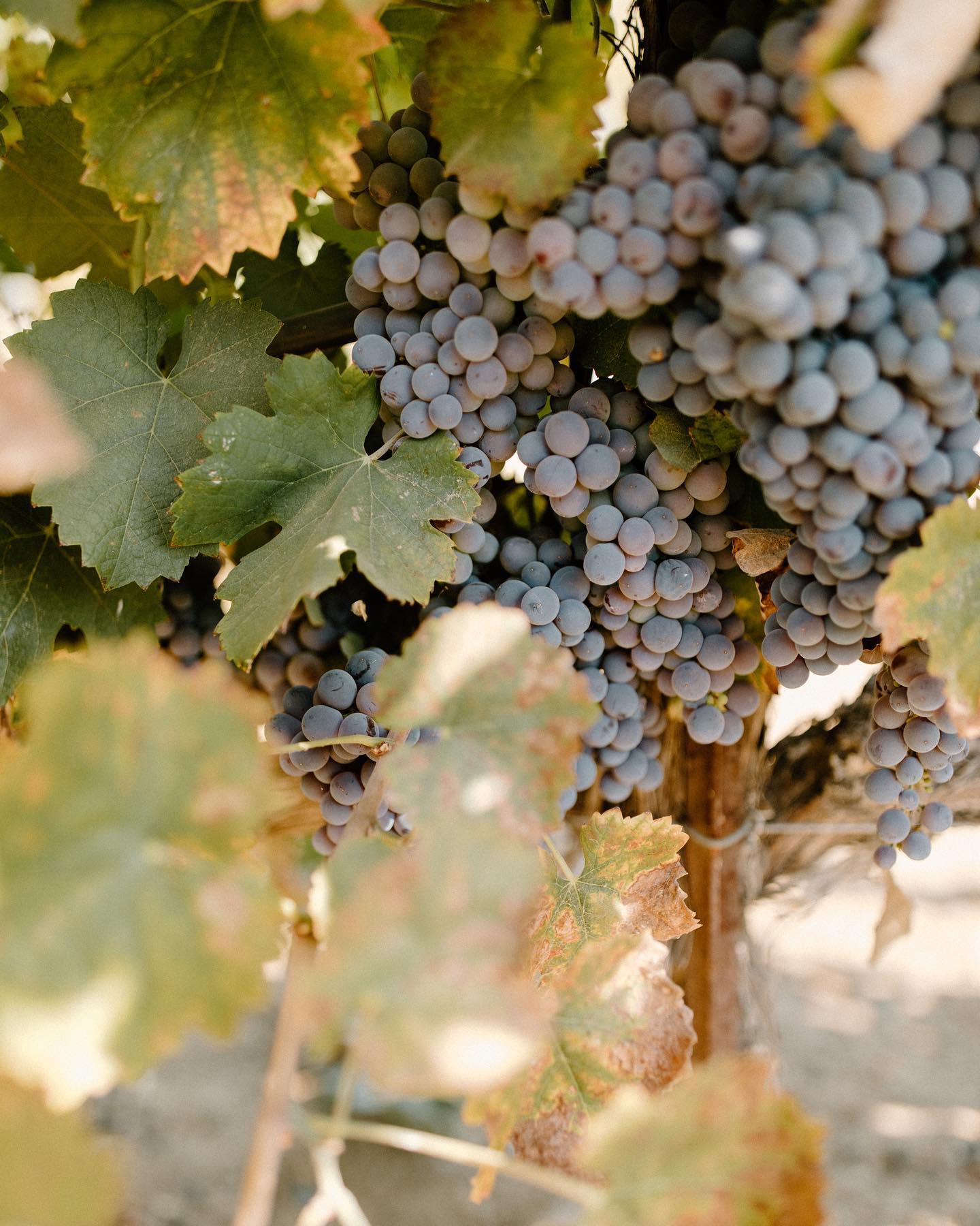 Vino Olivo