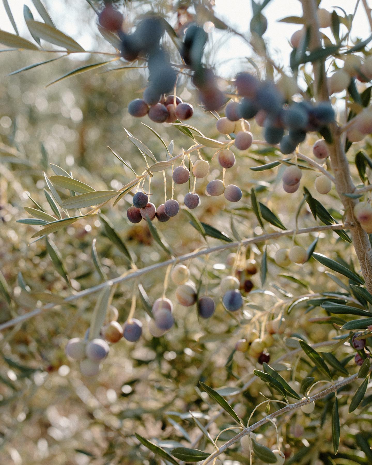 Vino Olivo